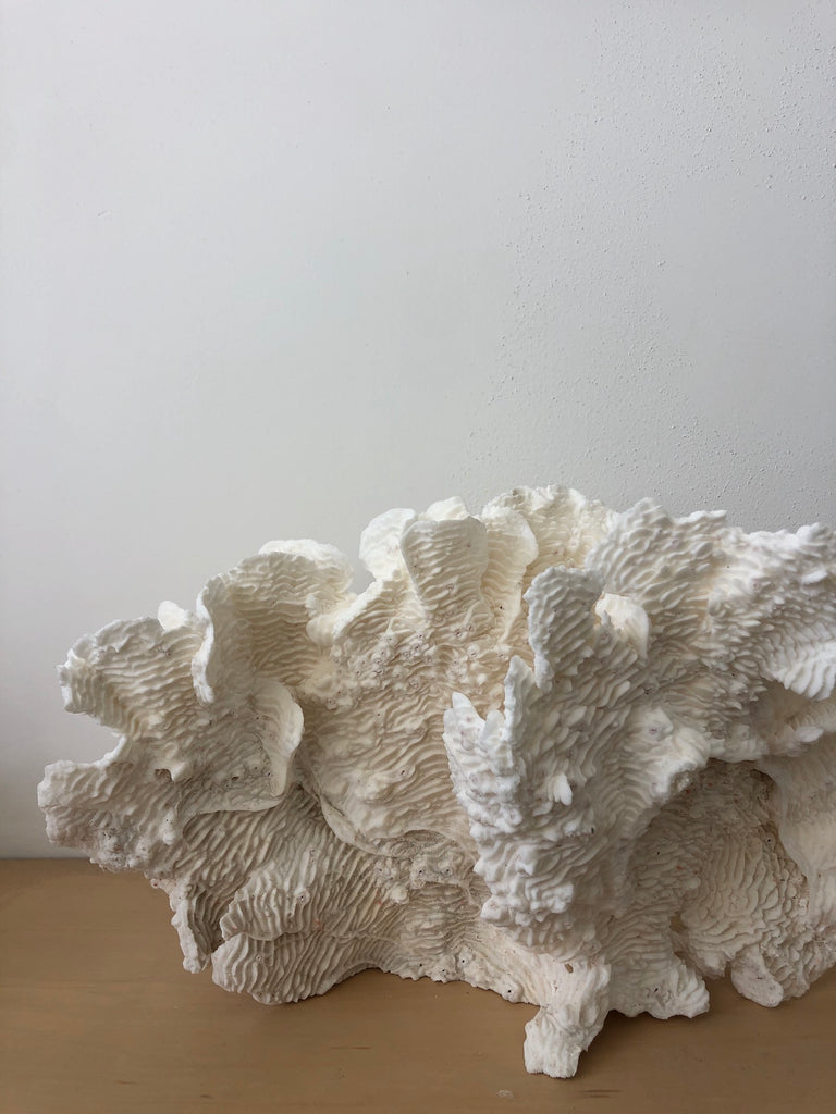 Decorative Coral – The Arc
