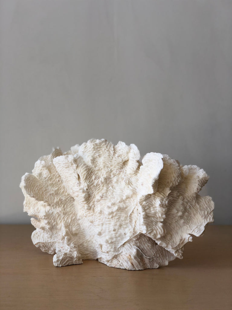 Decorative Coral – The Arc